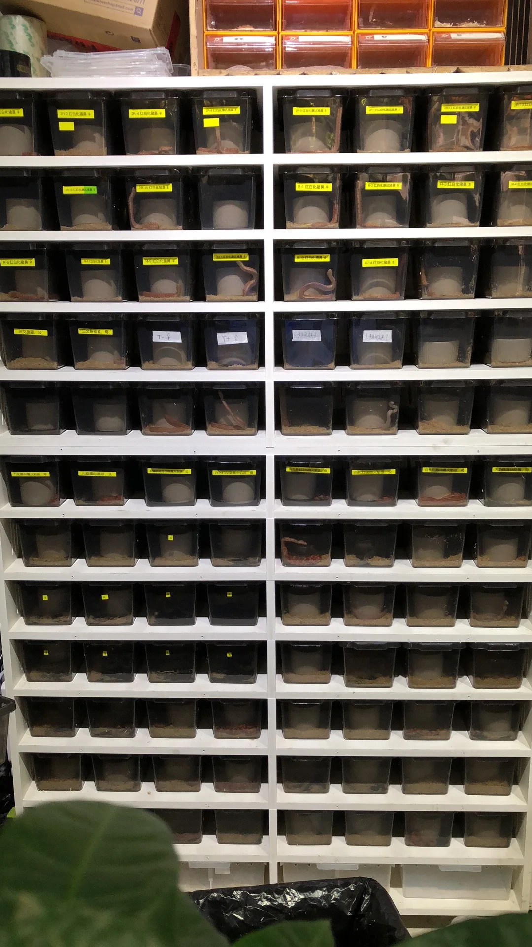 Customized Large Plastic Tubs for Ball Python & Rodents