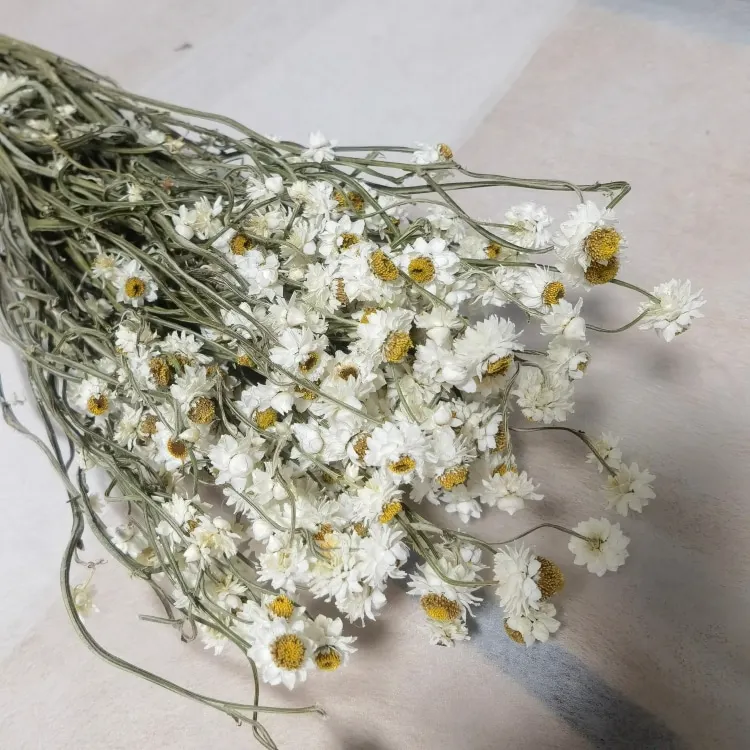 White Daisy Winged Everlasting Plants - Dried Ammobium Alatum