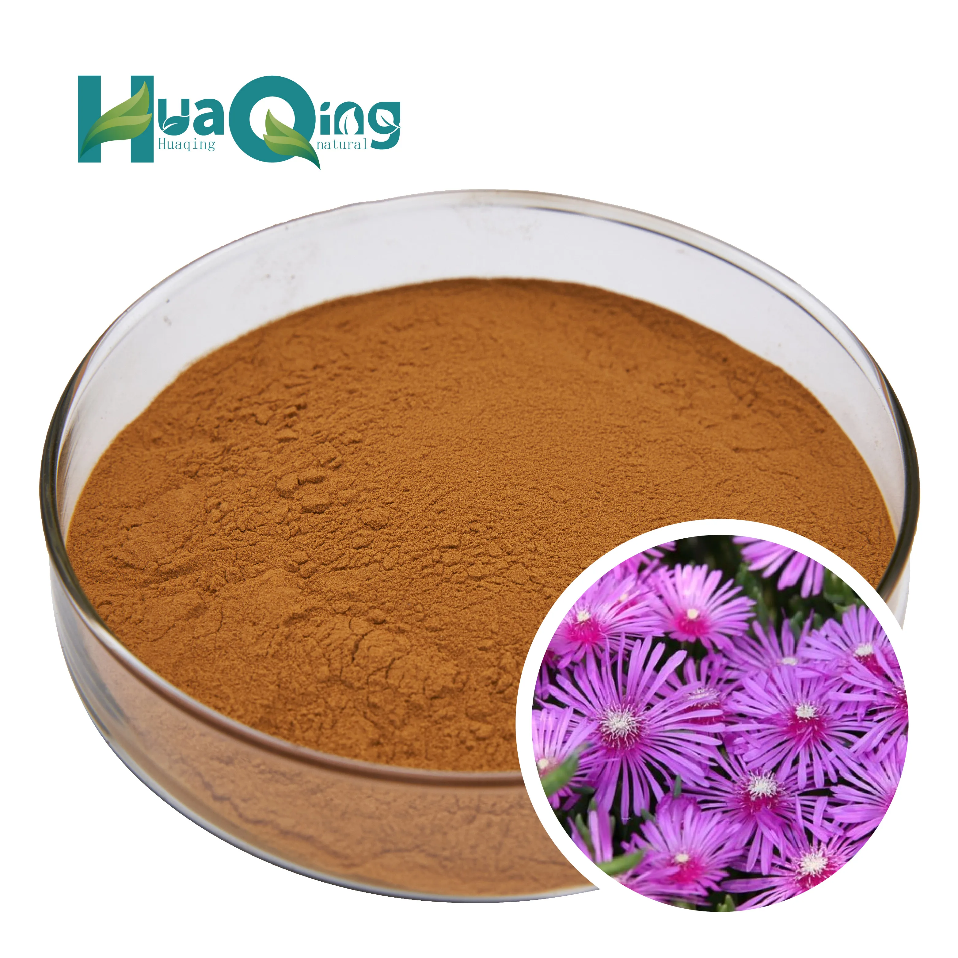 Lampranthus Spectabilis Sceletium Tortuosum Kanna Extract Powder - Buy ...