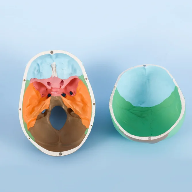 Human Anatomy Skull Model - Medical Teaching Tool