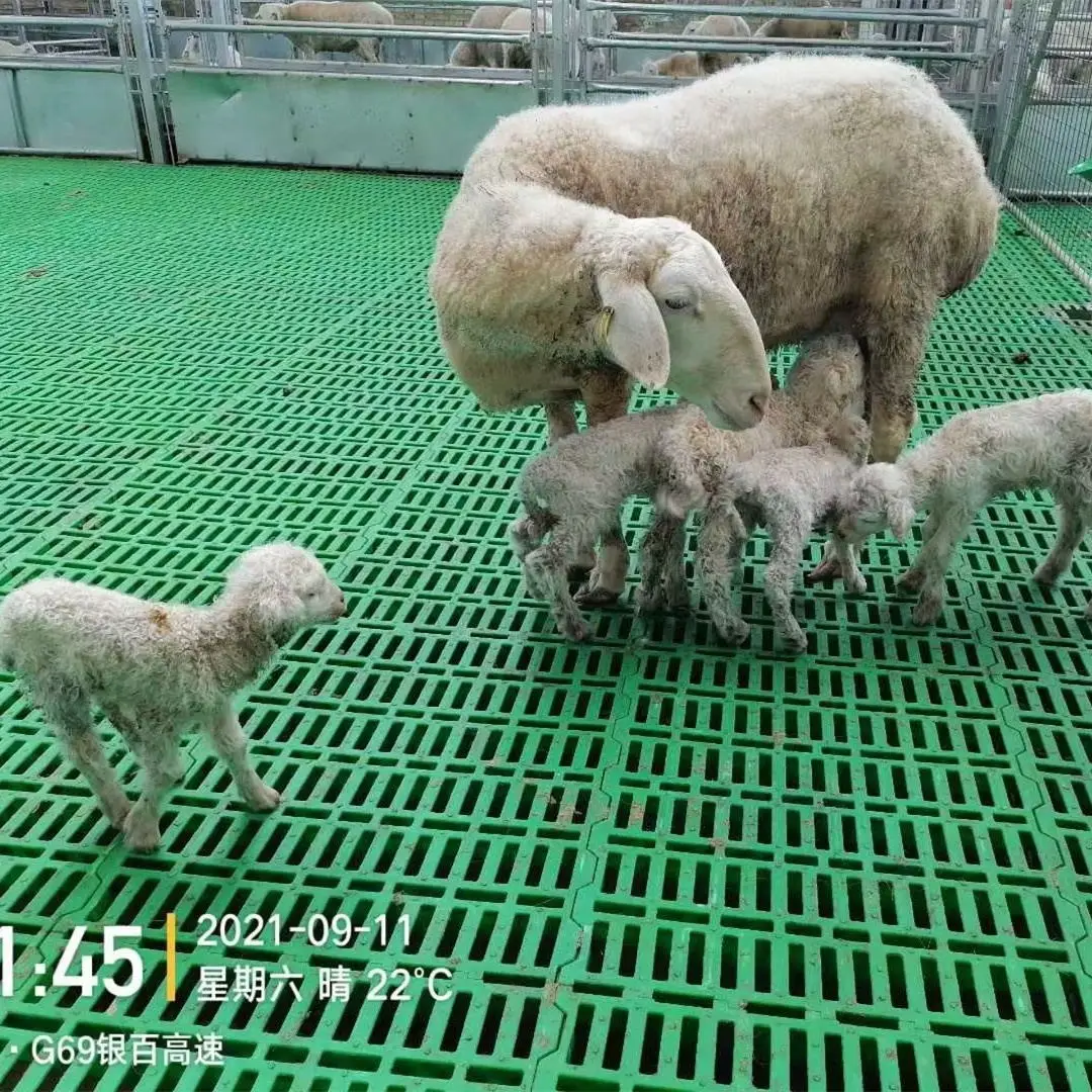 Plastic Matting for Goat Farming - Easy Install & Durability