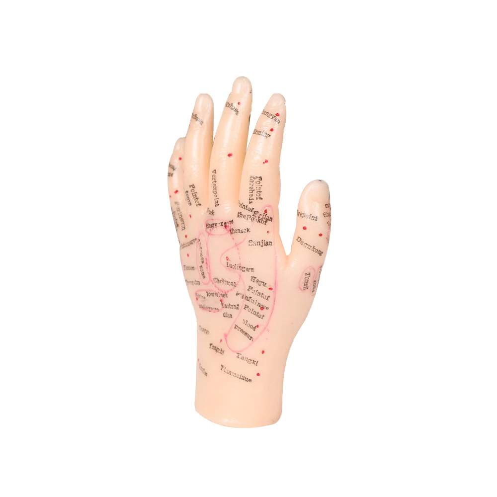Alibaba.com: Human Hand Acupuncture Point Model Chinese Medicine Hand ...