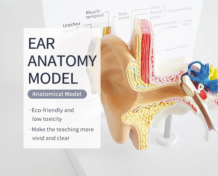 Medical Anatomical Model - Ear Educational 3D Model