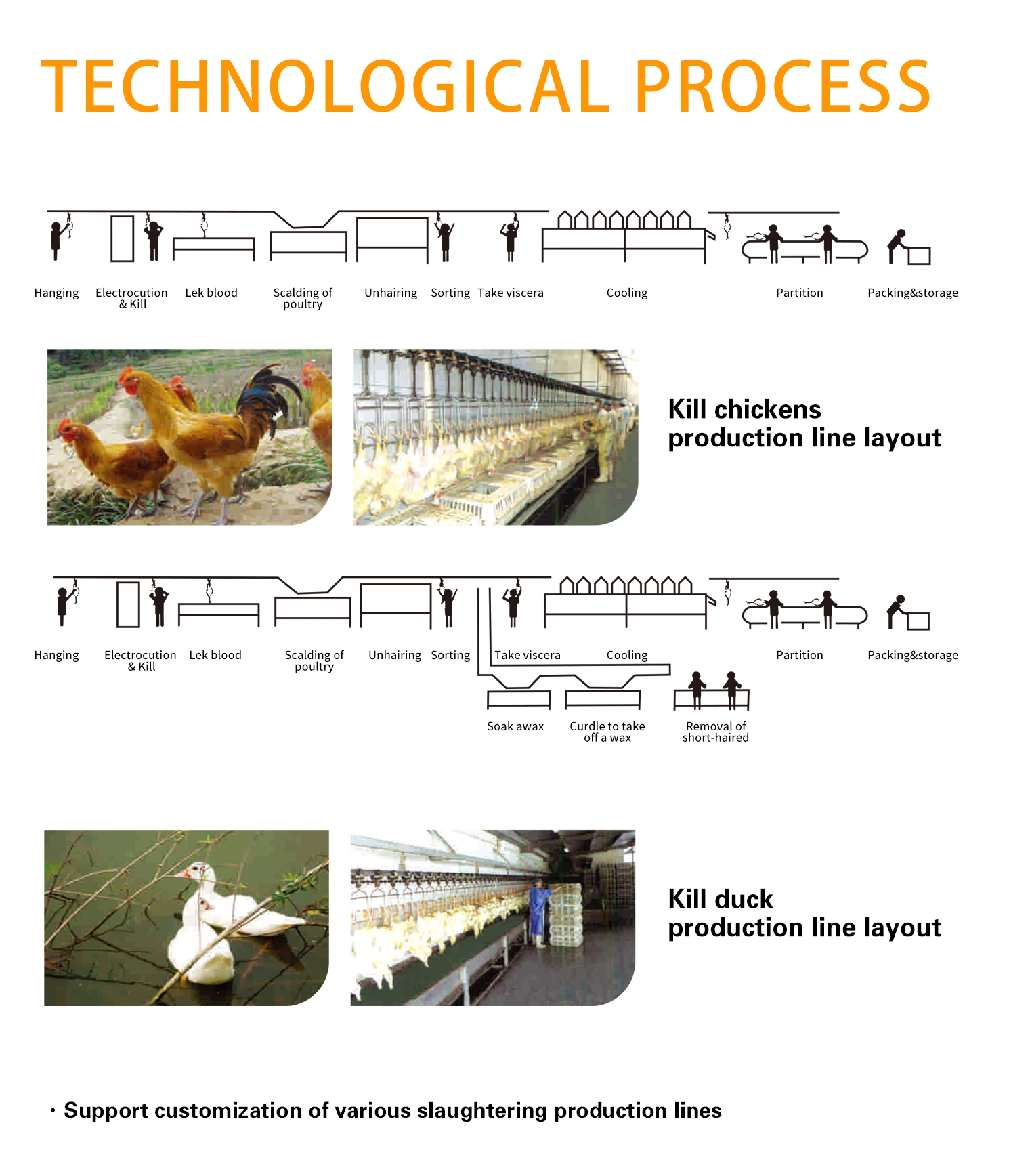AICN Poultry Broiler - High Quality Chicken Slaughtering System