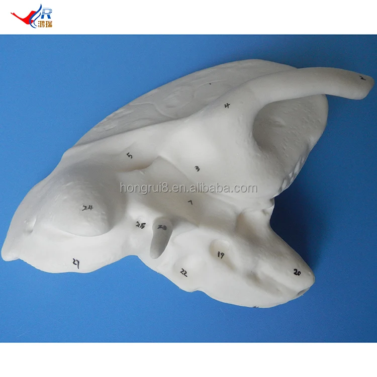 Temporal Bone Model,Bone Anatomy Model - Buy Temporal Bone,Human ...