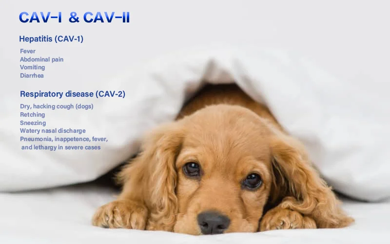 Quickingbio Canine Adenovirus Type 2 (CAV-2) Antigen Test for ...