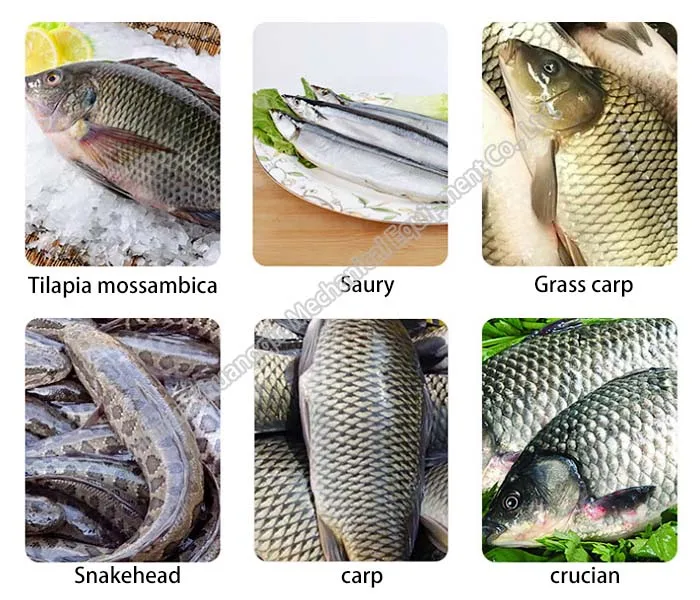 Shaved Fish Scales Small Fish Processing Machine Sent Cleaning Fish ...