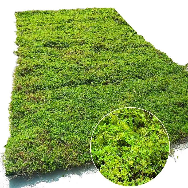 Artificial Coconut Moss Showcase Indoor Micro Landscape Creation Golden ...