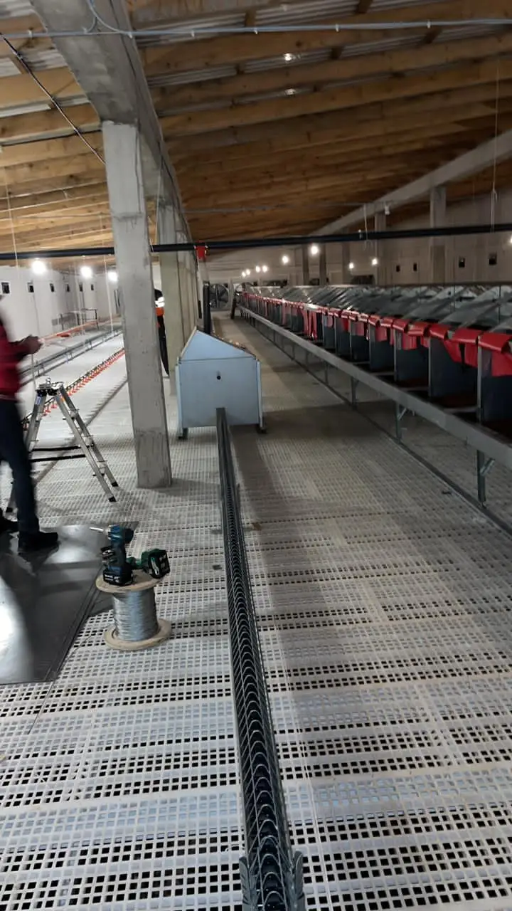 Automatic Egg Laying Nest Box for Layer Chicken House