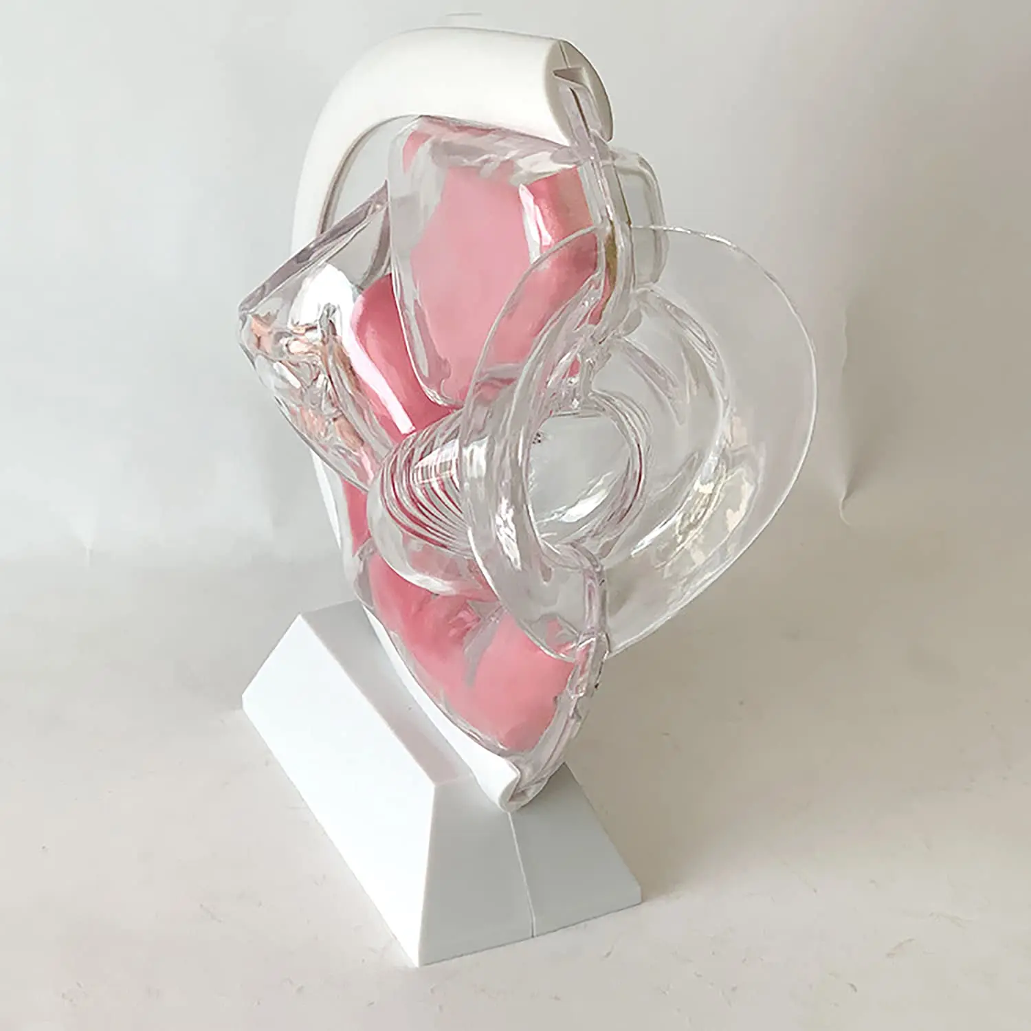 Kyrenmed Female Reproductive System Model - Transparent Uterus