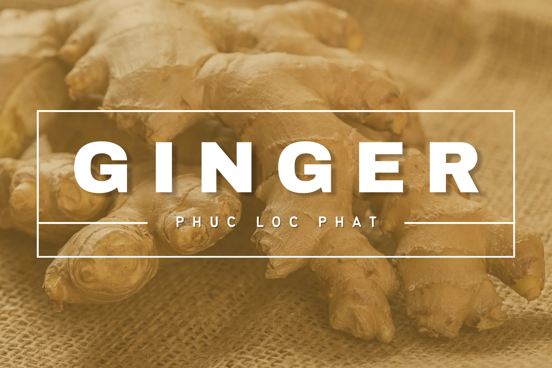 Fresh Ginger 100% Made In Vietnam Manufacturer Natural Organic Fresh ...
