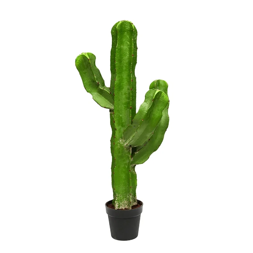 cactusplant-千图网