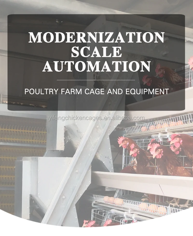 Good Price Automatic Poultry Farm A Type 5000 Birds Laying Hens Battery ...