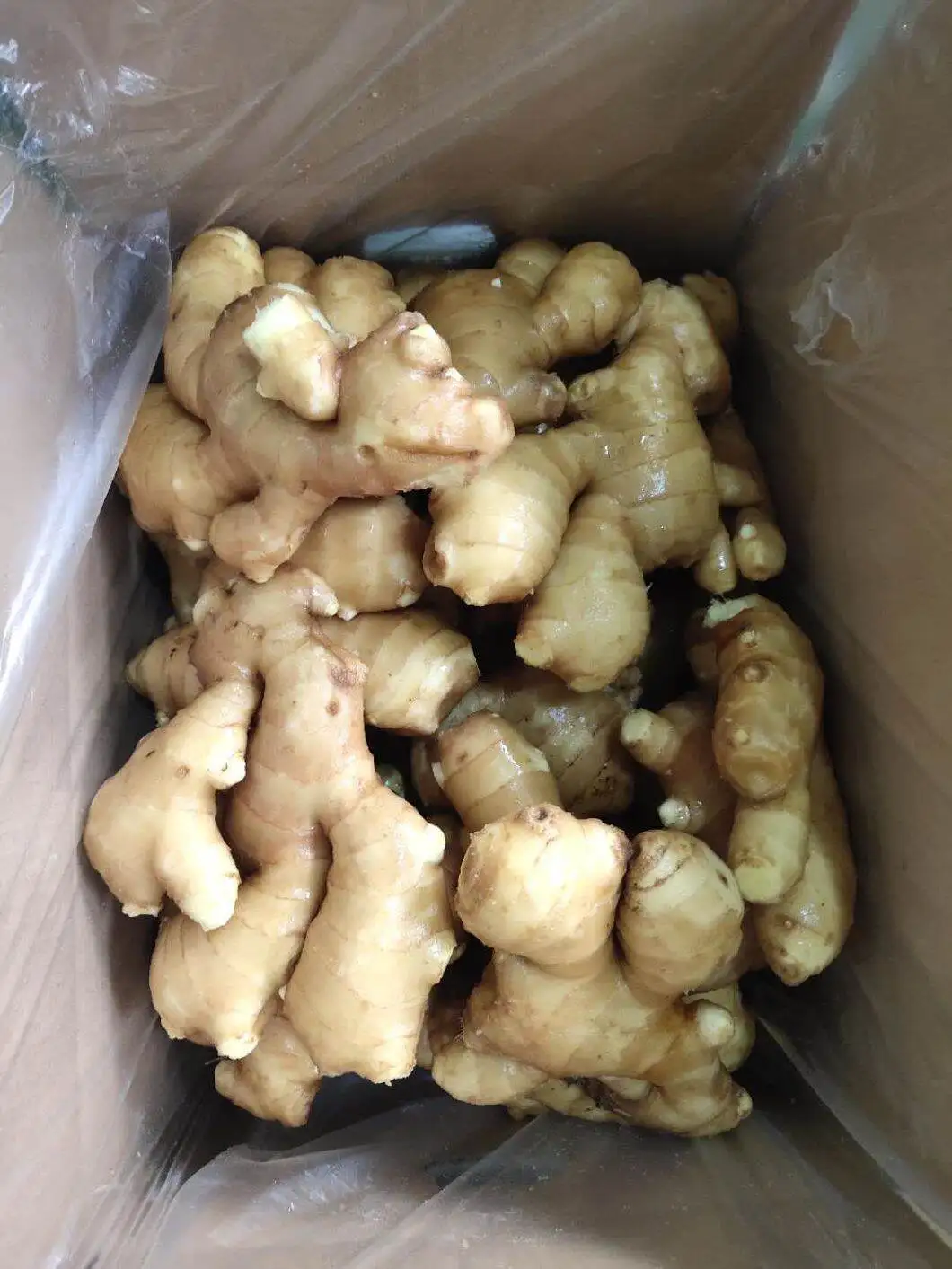 Fresh Fat Thin Ginger High Quality Competitive Price In Vietnam Buy