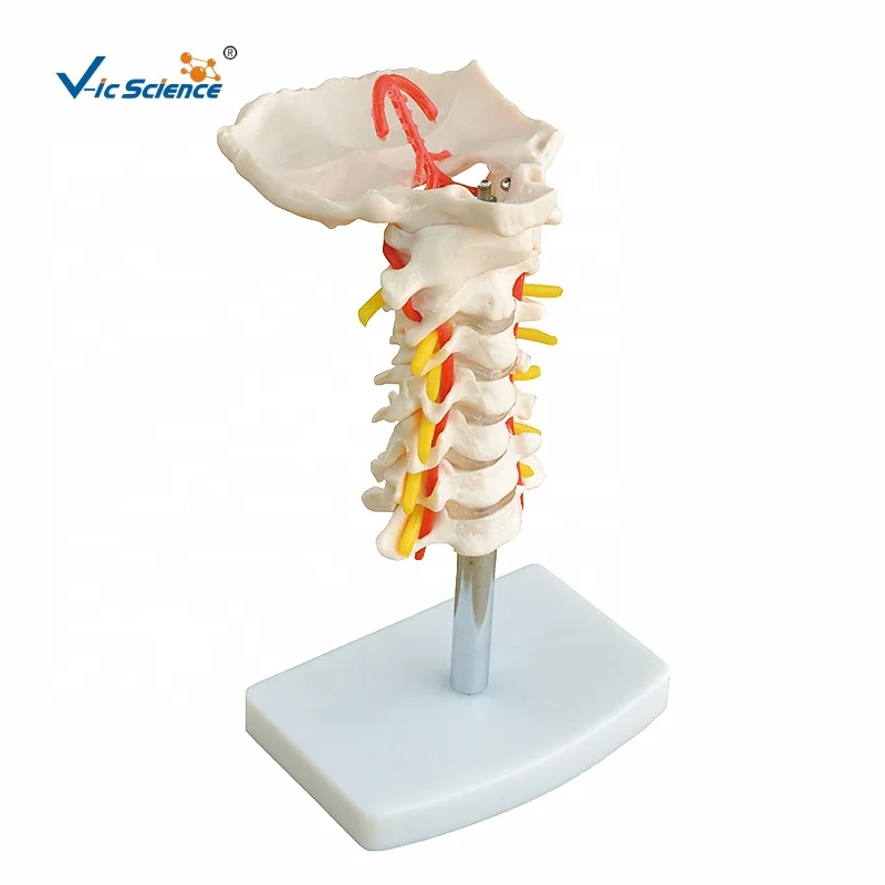 Cervical Vertebral Column With Neck Artery Plastic Spine Model Human ...