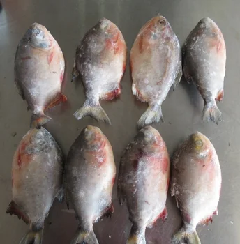 Hot Sale Foood & Beverage Frozen Pacu Fish For African Country - Buy ...