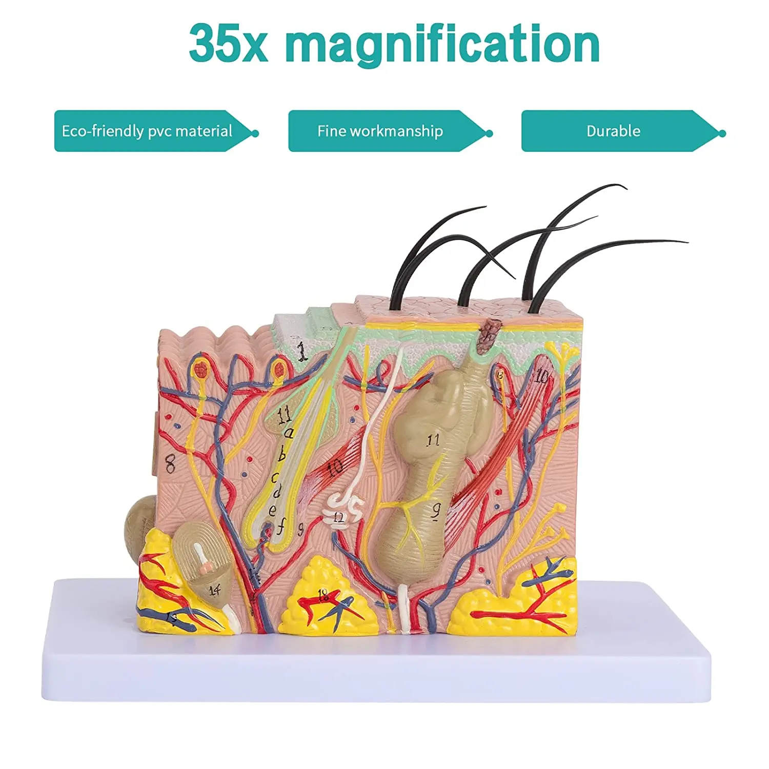 35X Enlarged Skin Anatomy Model for Educational Purposes