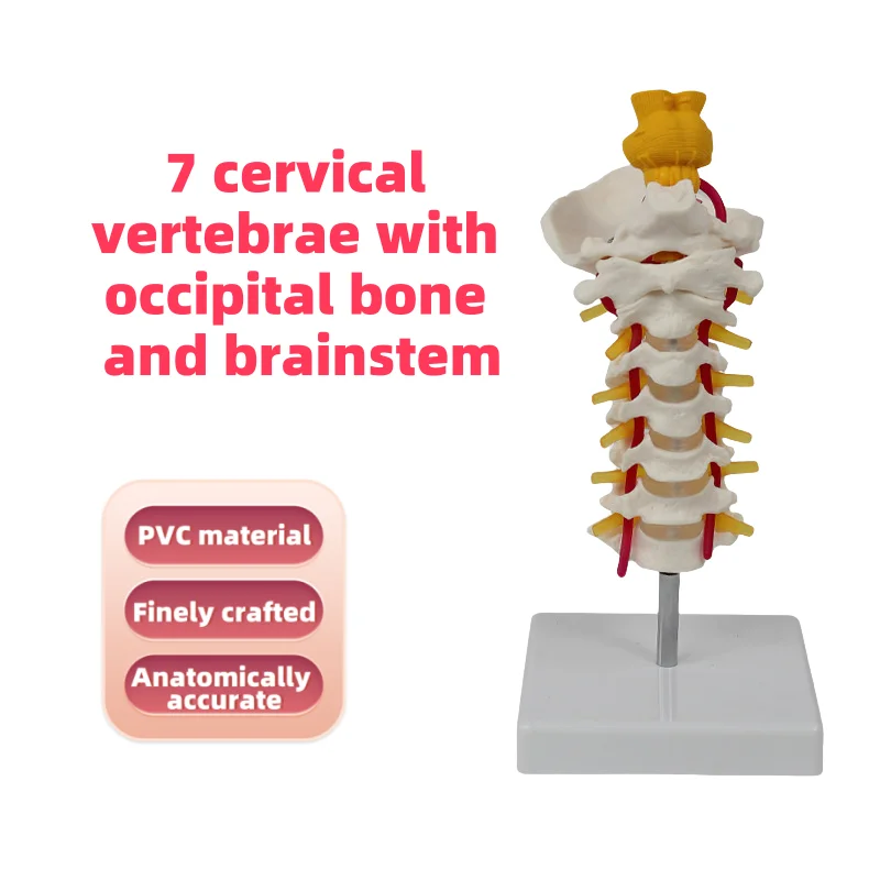 Life-Size PVC Skeleton Model 7 Cervical Vertebrae with Occipital Bone ...