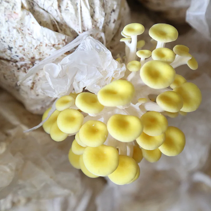 High Quality Mushroom Farm Bagging Machine Mushroom Bagging And Sealing ...