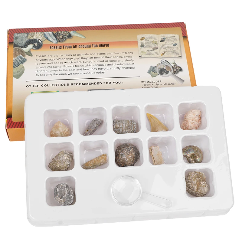 Genuine Fossil Collection - 12 Fossils,Science Kit For Kids,A Geology ...