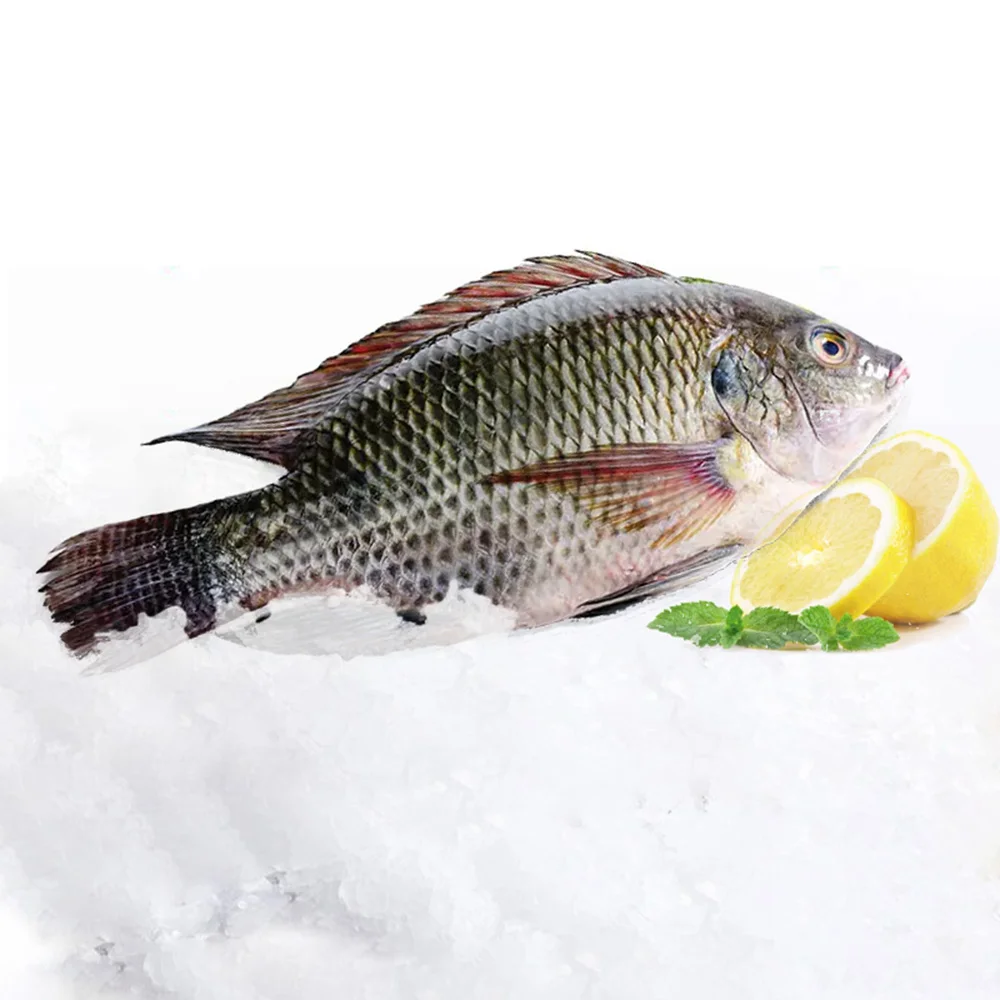 China export frozen fish tilapia wholesale price frozen black tilapia ...