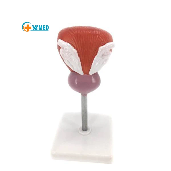 PVC Human Plastic Internal Organ Bladder Anatomy Model Magnified ...