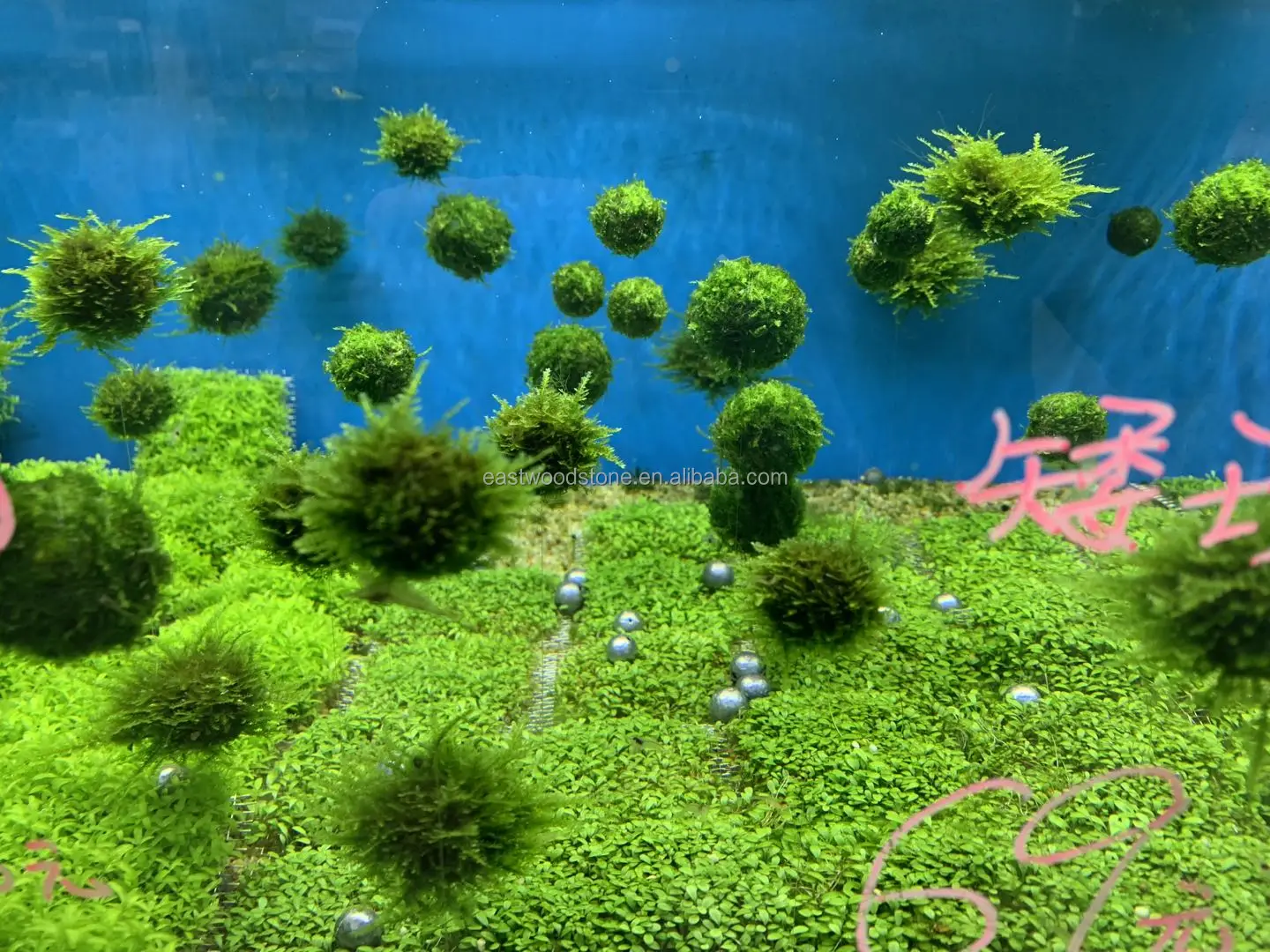 Natural Grey Aquascaping Waterfresh Fish Tank Luohan Stone Rocks For ...