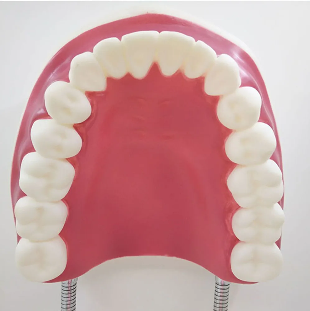 Dental Clinic Model 1:6 Simulation Teeth Model Teeth Teaching Model ...