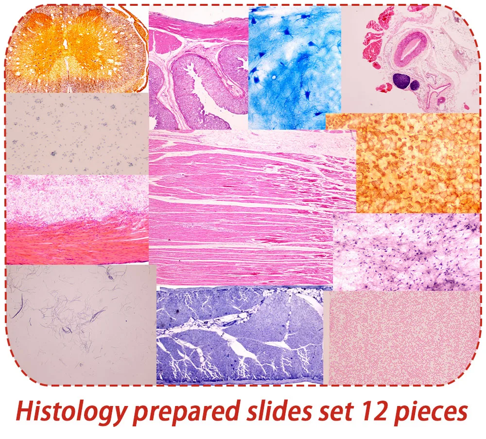 High Quality Microscope Prepared Slides Set Educational Supplies ...