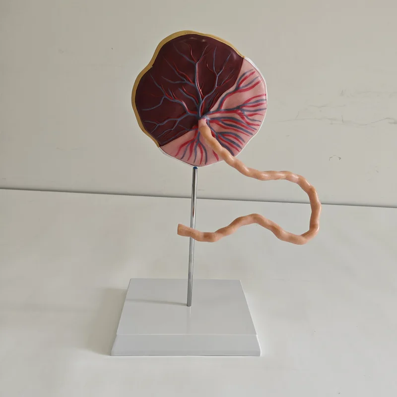 Placenta Anatomical Model With Umbilical Cord| Alibaba.com