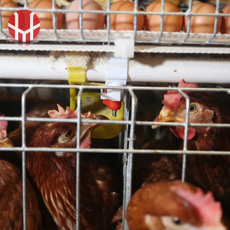 Competitive Price for Automatic Poultry Farm - 5000 Birds