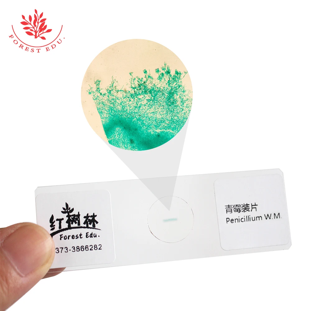 Forest Biology Teaching Penicillium Microscope Slide Microbial And ...