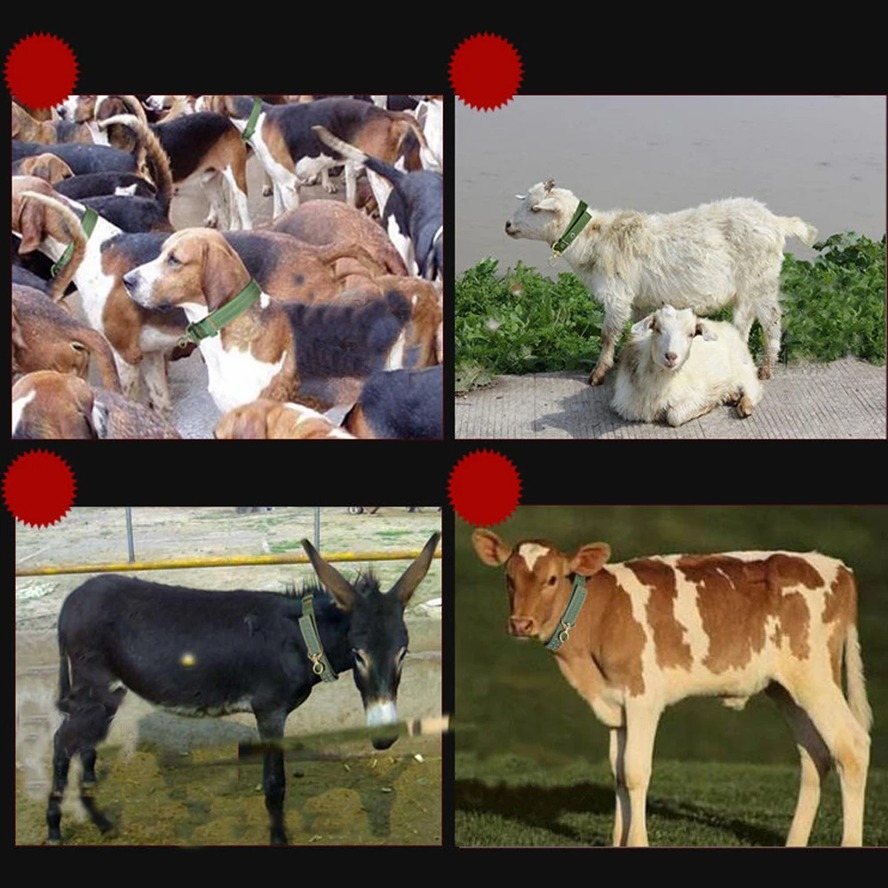 Sturdy Cattle Sheep Collar - 1M Canvas Strap with Metal Buckle