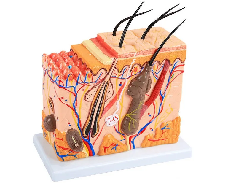 50x Magnification Skin Specimen Human Skin Tissue Structure Anatomical ...