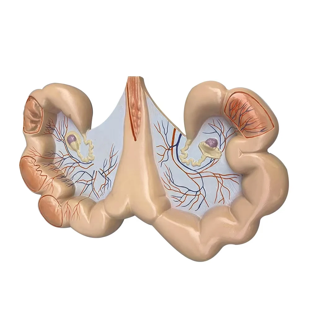 Animal veterinary anatomical model pig uterus model| Alibaba.com