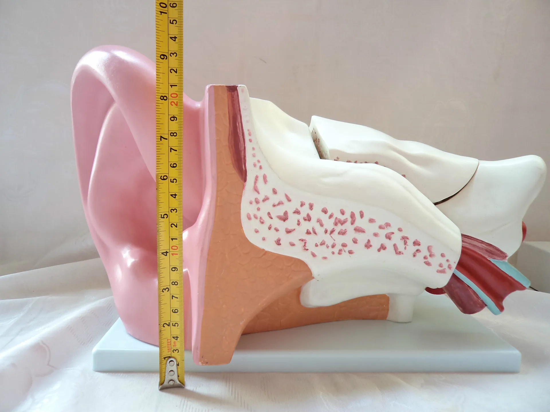 Kyrenmed Human Ear Model 5 Times Enlarged 5 Parts Anatomical Model ...