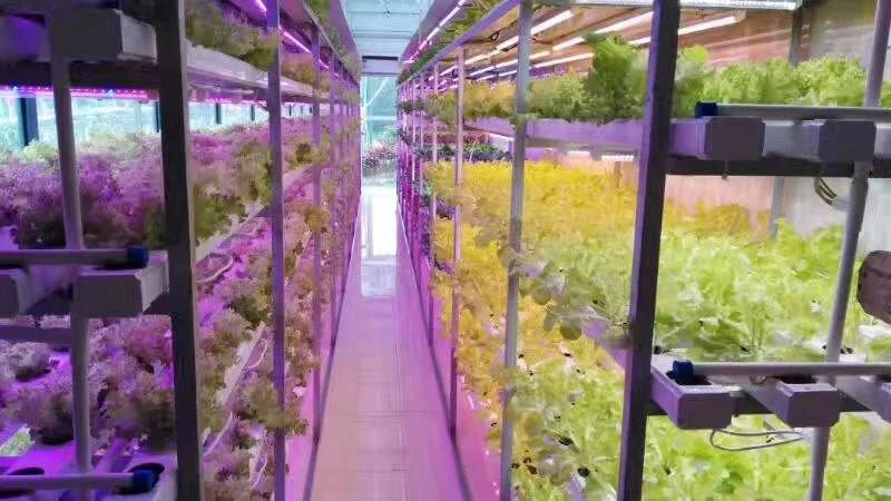 Hydroponic Tower Growing System - Efficient Plant Growth