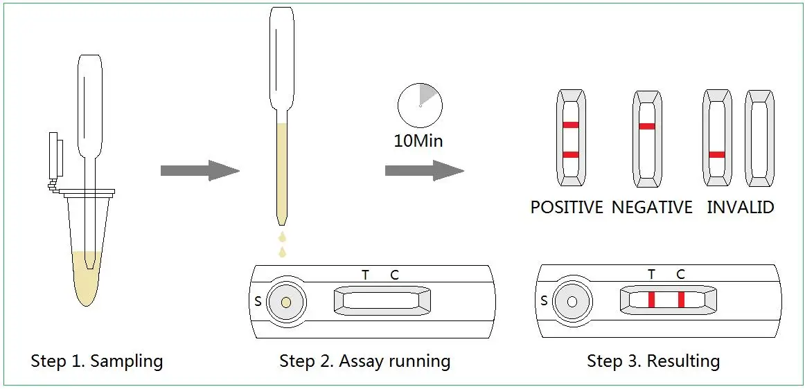 Relaxin Dog Pregnancy Test - Rapid & Reliable Canine Kit