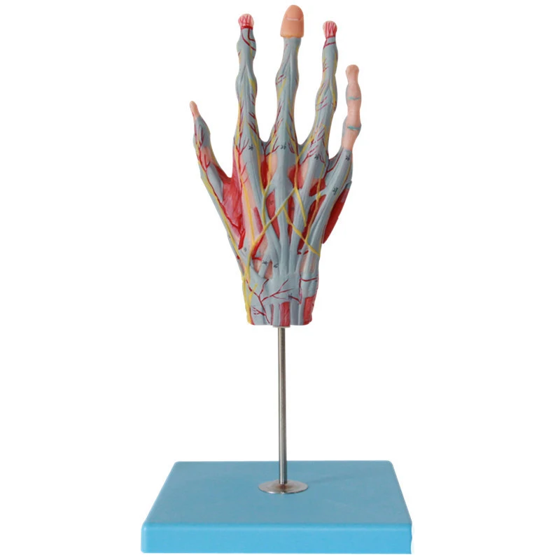 Anatomy of the Palm of the Hand - 42 Parts Indicator Model