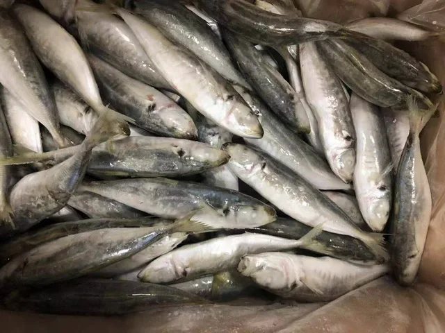 Frozen Small Eye Yellowtail Round Scad - Buy High Quality Frozen Round ...