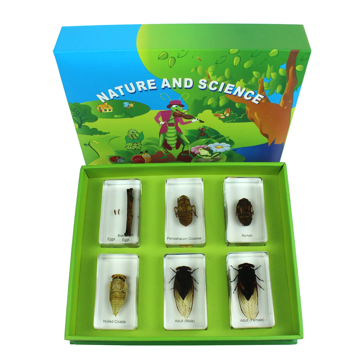 School Science Experiments Peanut Life Cycle Resin Molds Epoxy Acrylic ...