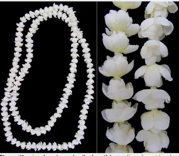 Wholesale Factory Supplier HL00026A 4color Artificial Silk Pikake Lei