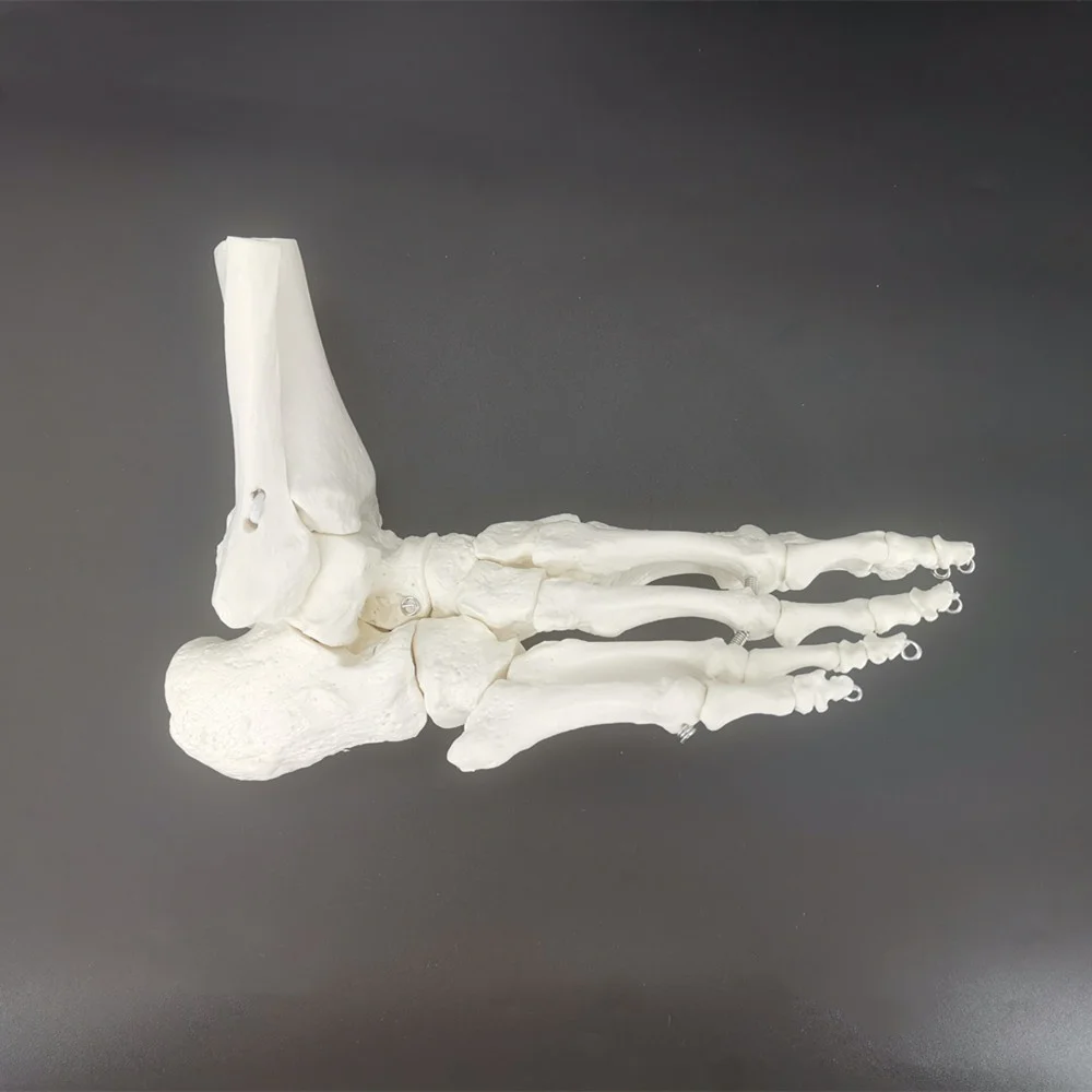 Human Anatomical Foot Model Life Size Foot Model For Teaching - Buy ...