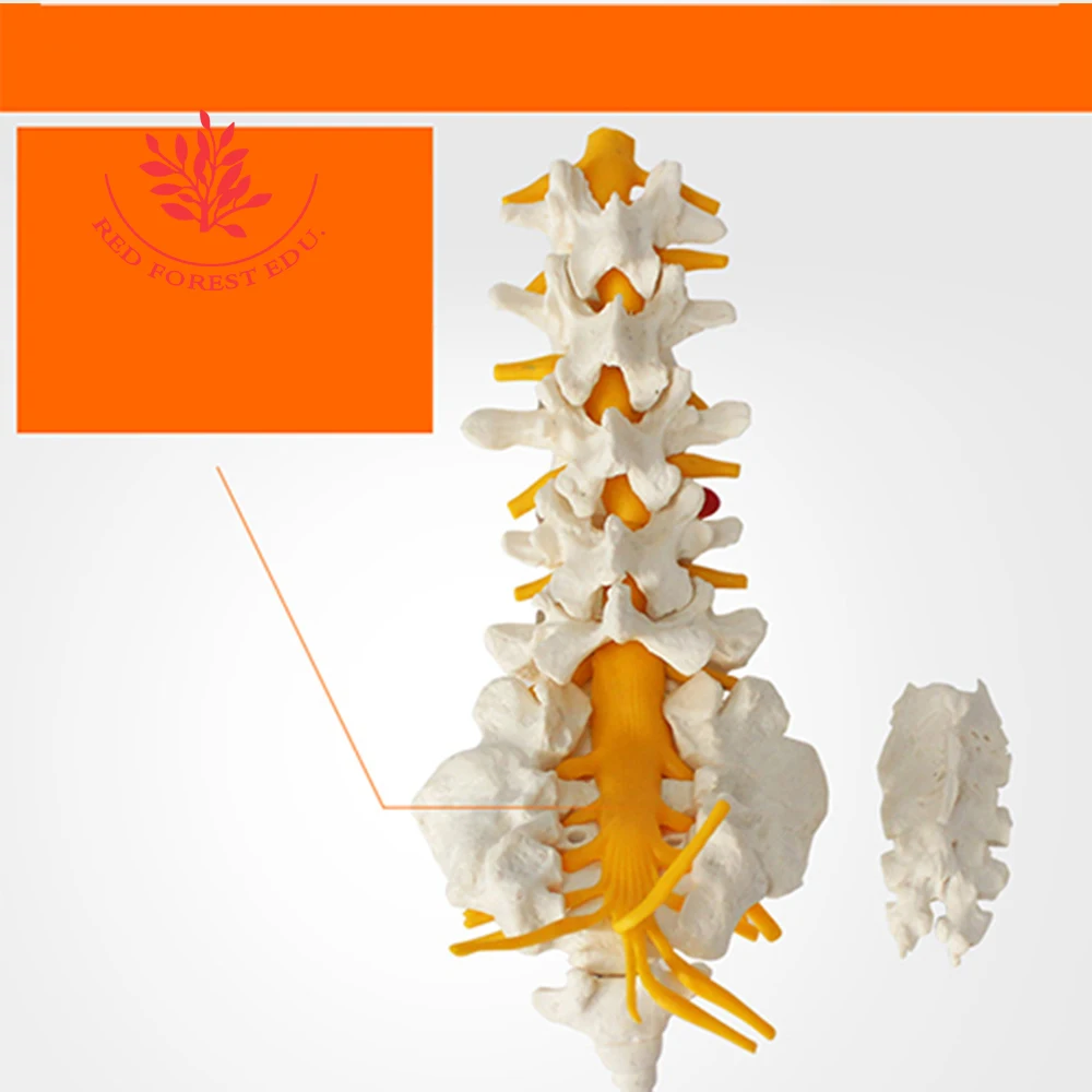 Anatomical Model of Lumbar Vertebrae & Sacrum - Medical Education OEM