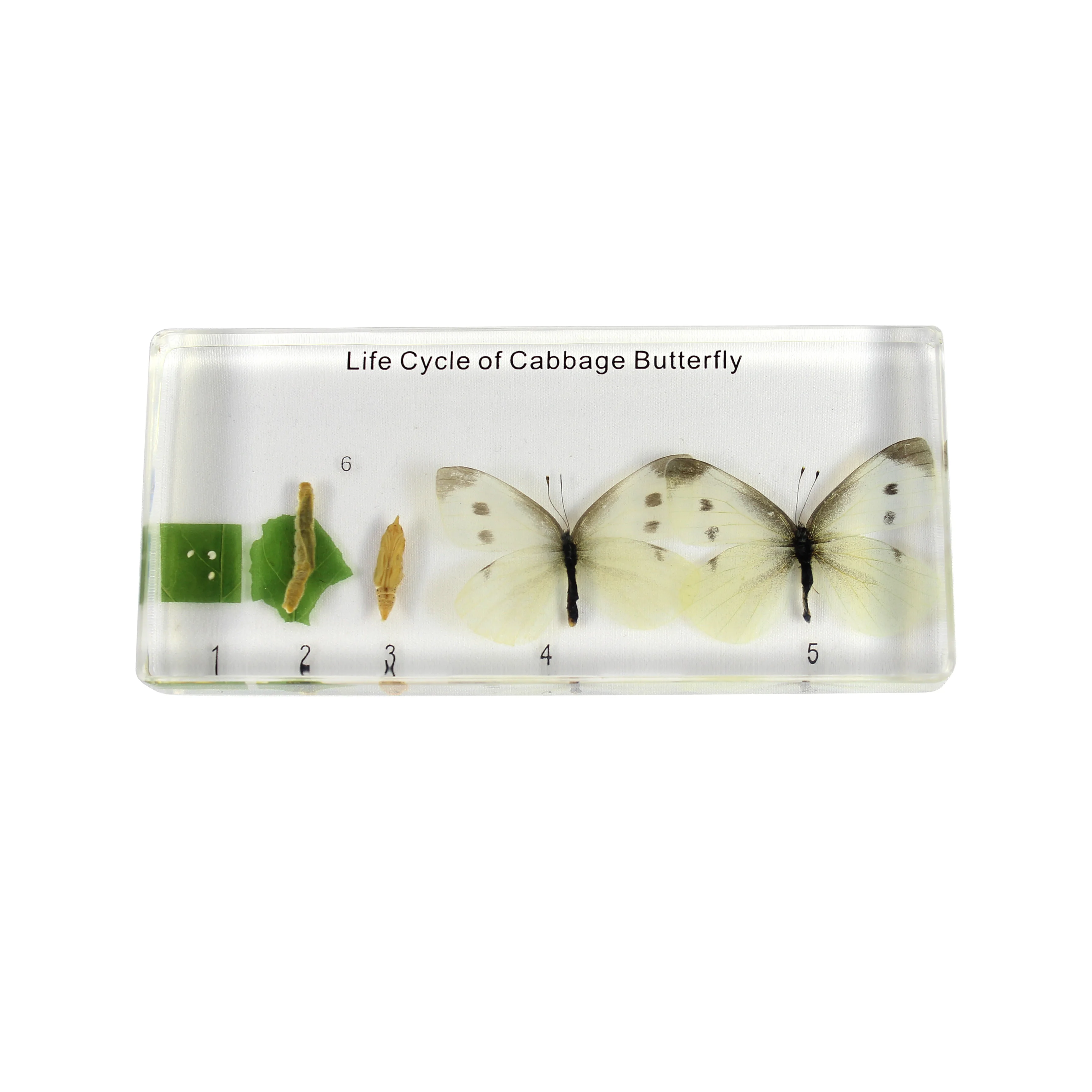 Life Cycle of Cabbage butterfly Resin Embedded Specimen for Teaching ...