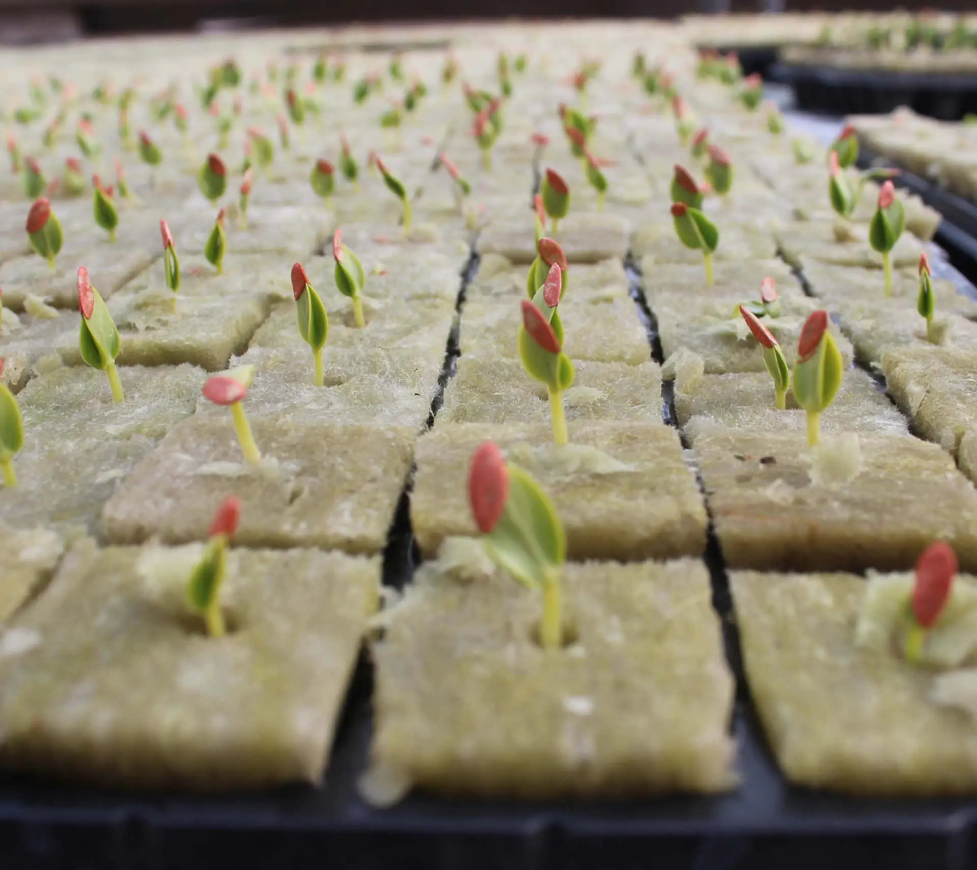 1 Inch Hydroponic Rock Wool - Ideal for Plant Growth