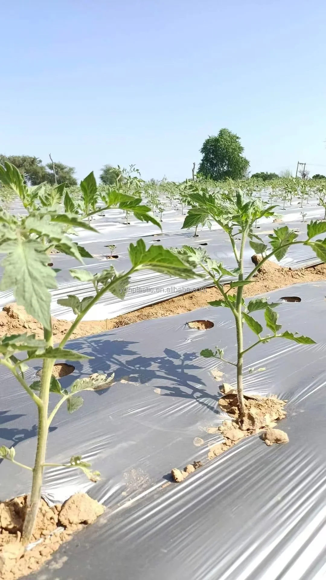 4 Ft Wide Plastic Mulch Film for Soil Aeration Perforated Blow Molding ...