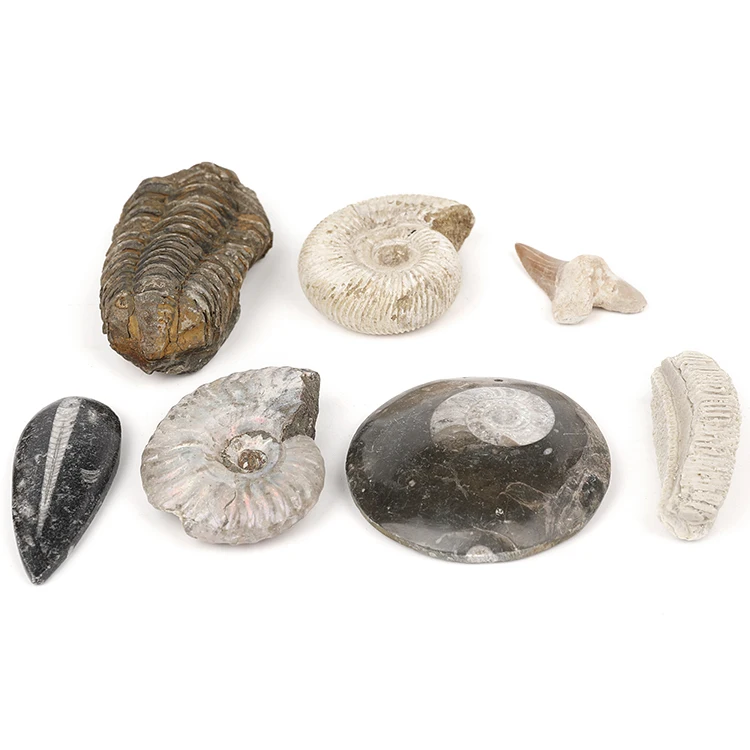 Trilobite Ammonites Orthoceras Goniatite Fish Bone Fossils Collection ...