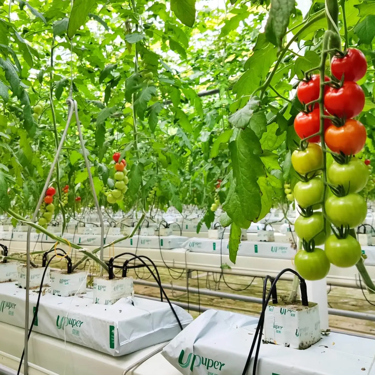 Upuper Wrapped Cultivation Unislab Hydroponics Tomato Green House Rock ...