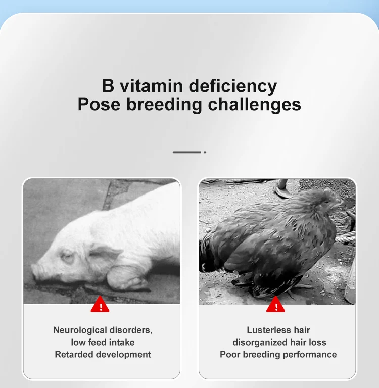 Poultry Bird Vitamin Complex Vitamin B Powder Supplement Vitamin ...